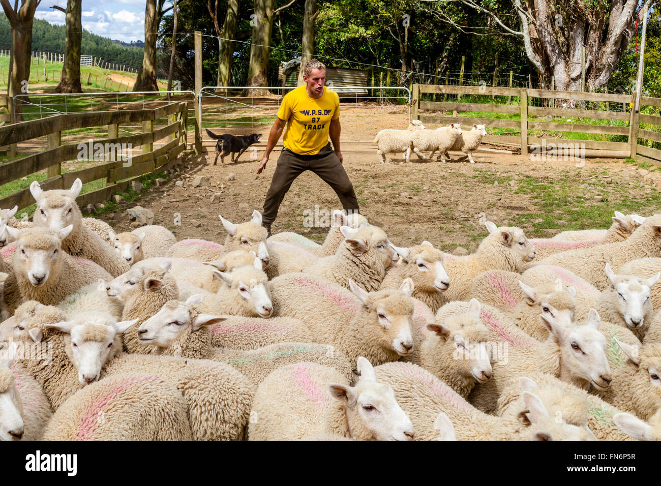 A Sheep Farmer Herds Sheep On To A Lorry, Sheep Farm, Pukekohe, New ...