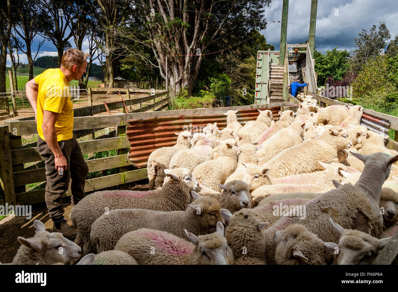 Sheep Being Loaded On To A Lorry, Sheep Farm, Pukekohe, New Zealand ...
