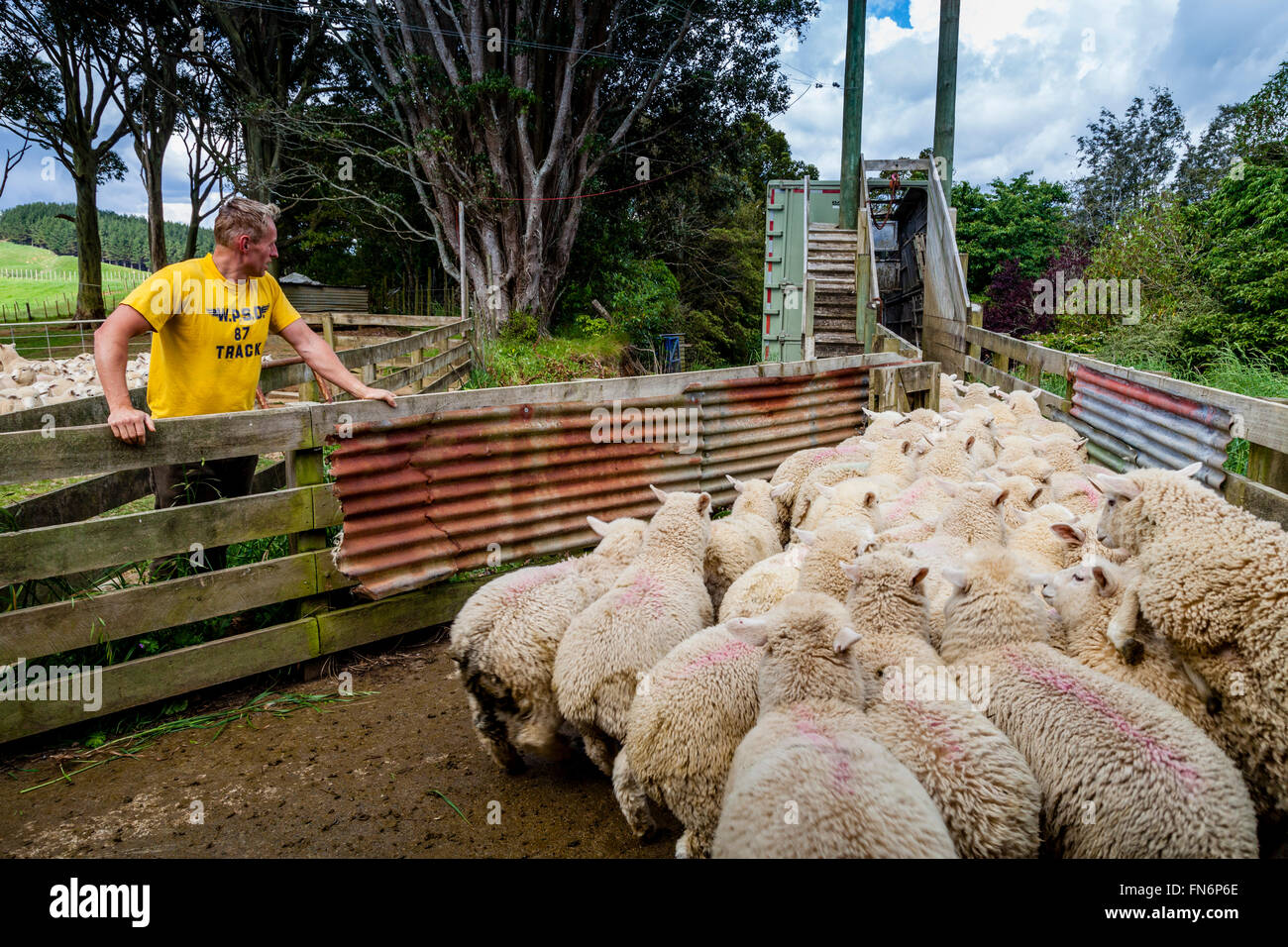 Lorry And Sheep High Resolution Stock Photography and Images - Alamy