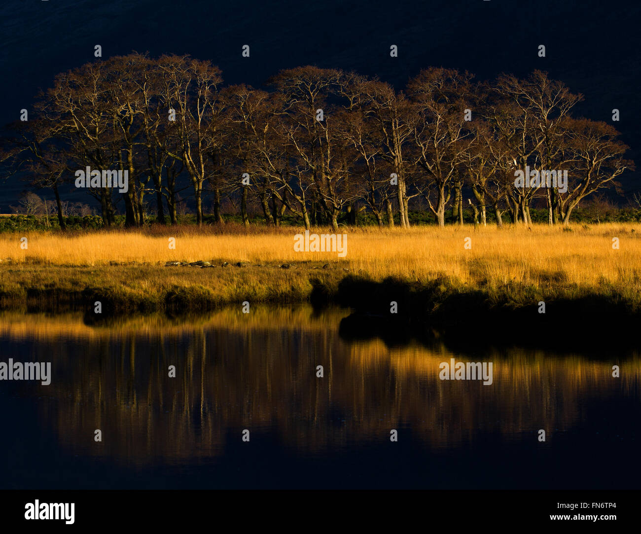 Reflection of trees and yellow grasses in the water of Loch Etive Stock ...