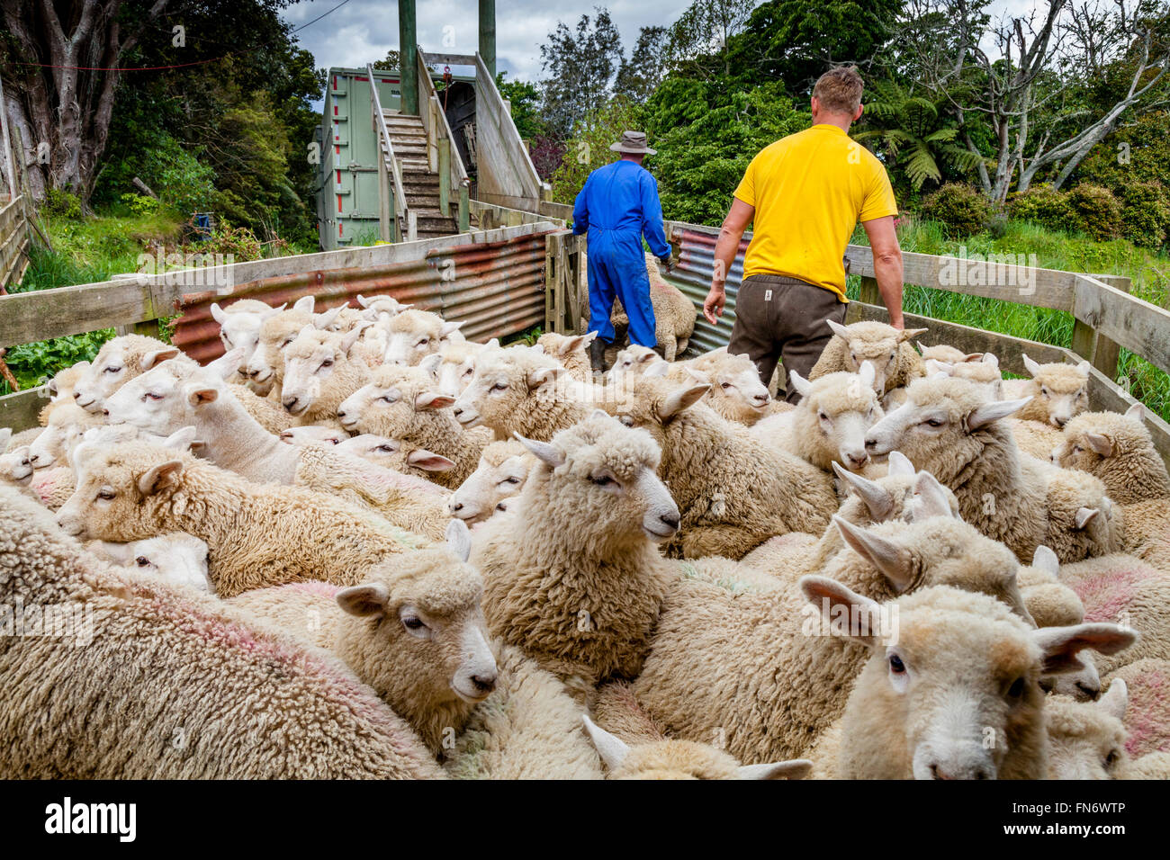 Sheep Being Loaded On To A Lorry, Sheep Farm, Pukekohe, New Zealand ...