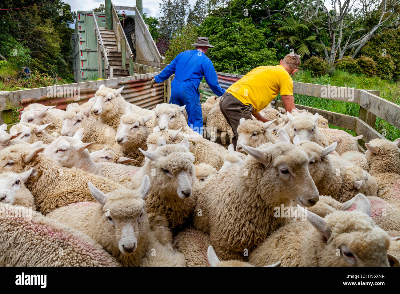 Sheep Being Loaded On To A Lorry, Sheep Farm, Pukekohe, New Zealand ...