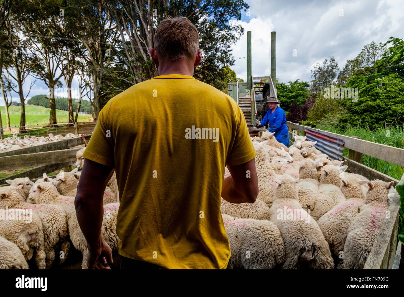 Sheep Being Loaded On To A Lorry, Sheep Farm, Pukekohe, New Zealand ...