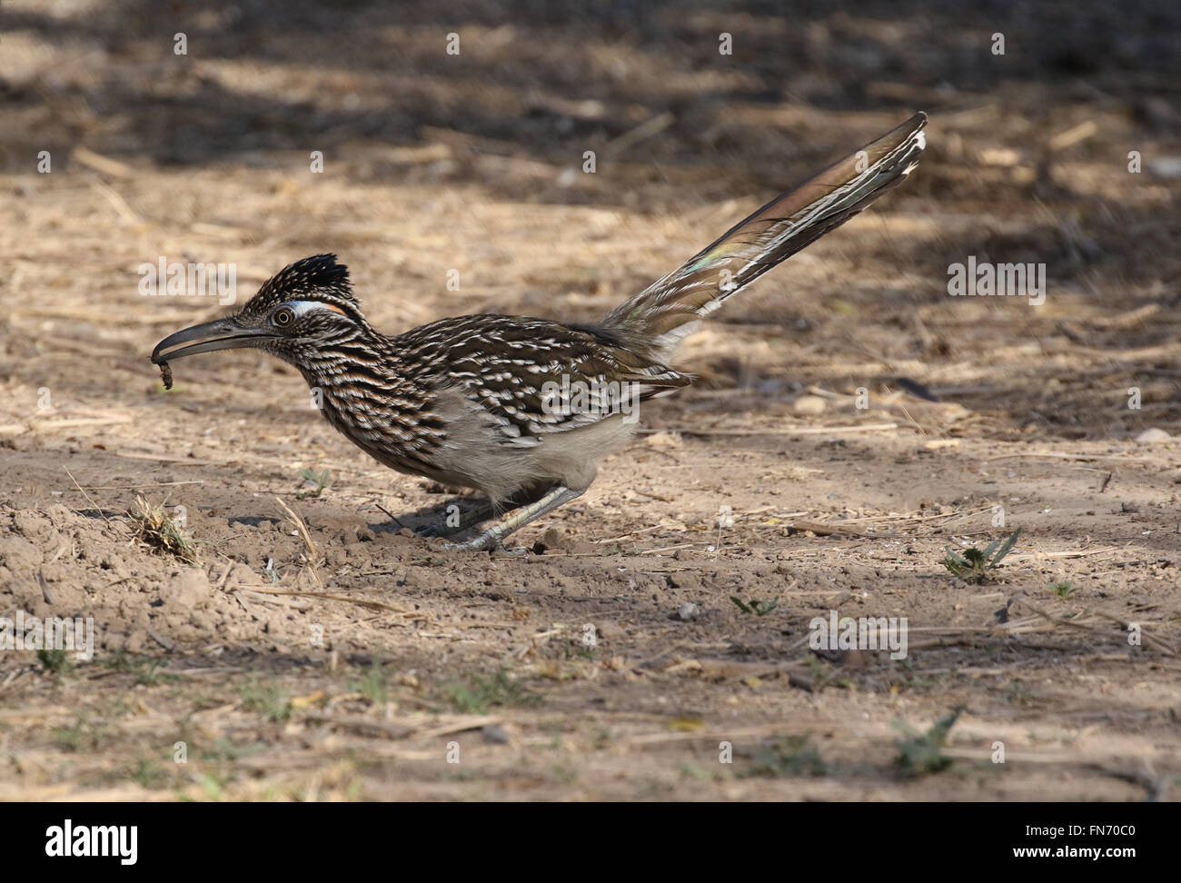 Roadrunner eating bug hi-res stock photography and images - Alamy