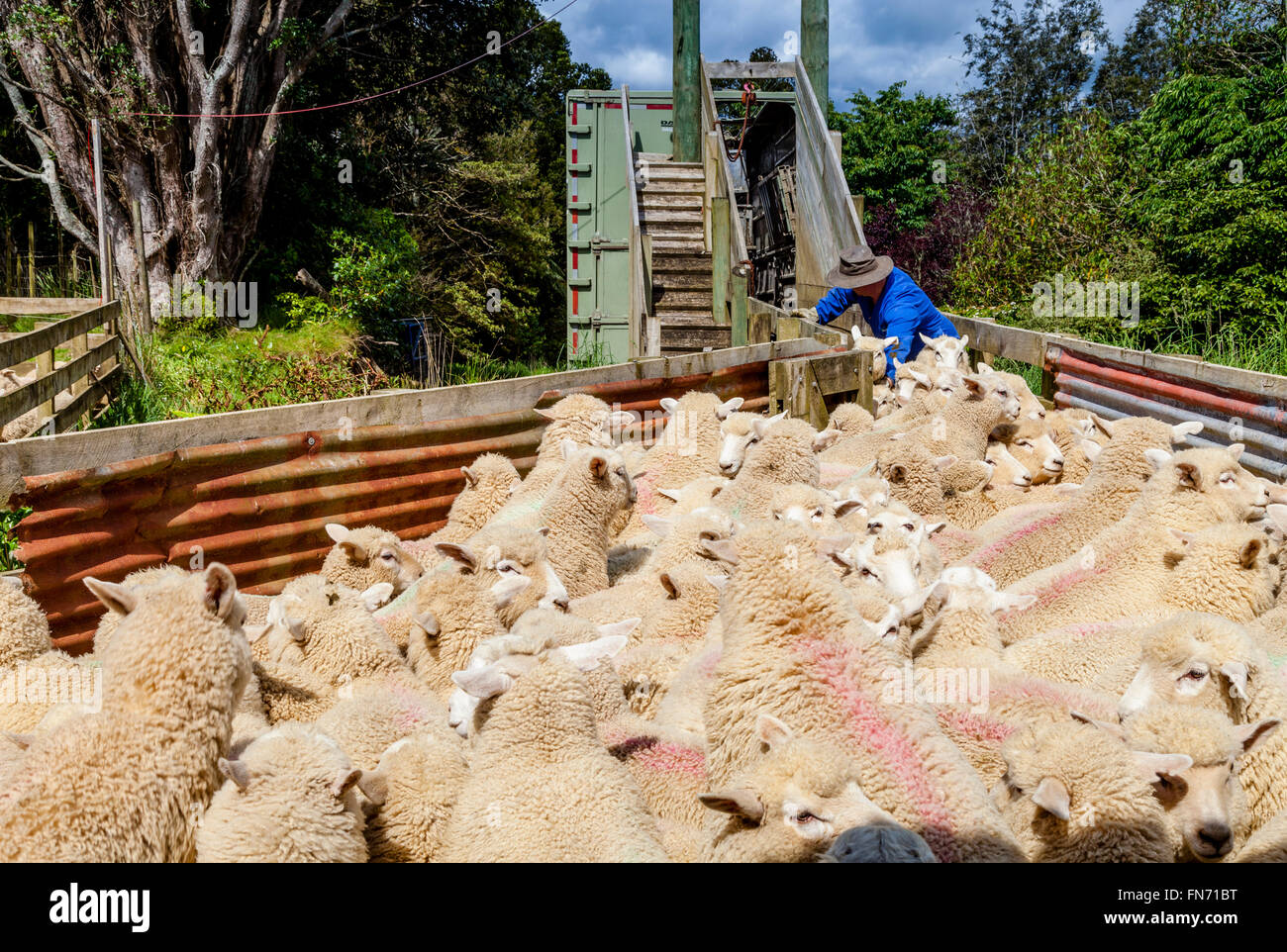 Loading Sheep Stock Photos & Loading Sheep Stock Images - Alamy