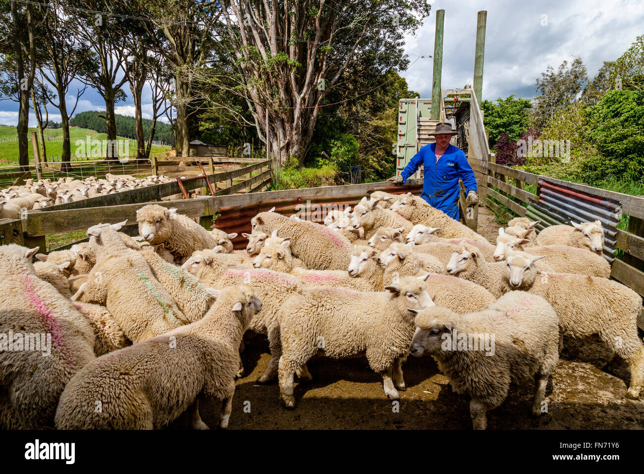 Sheep Being Loaded On To A Lorry, Sheep Farm, Pukekohe, New Zealand ...