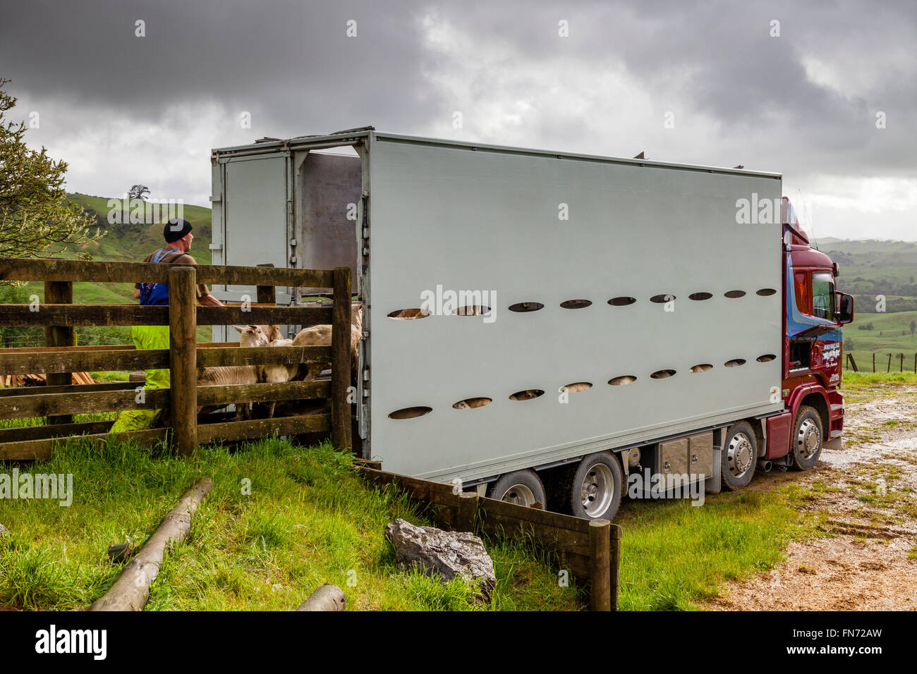 Sheep Being Loaded On To A Lorry, Sheep Farm, Pukekohe, New Zealand ...