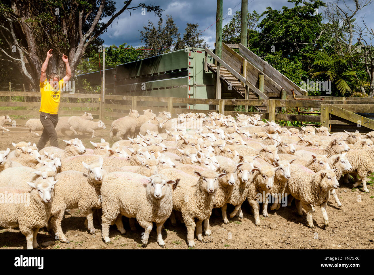 Farmer sheep new zealand hi-res stock photography and images - Alamy