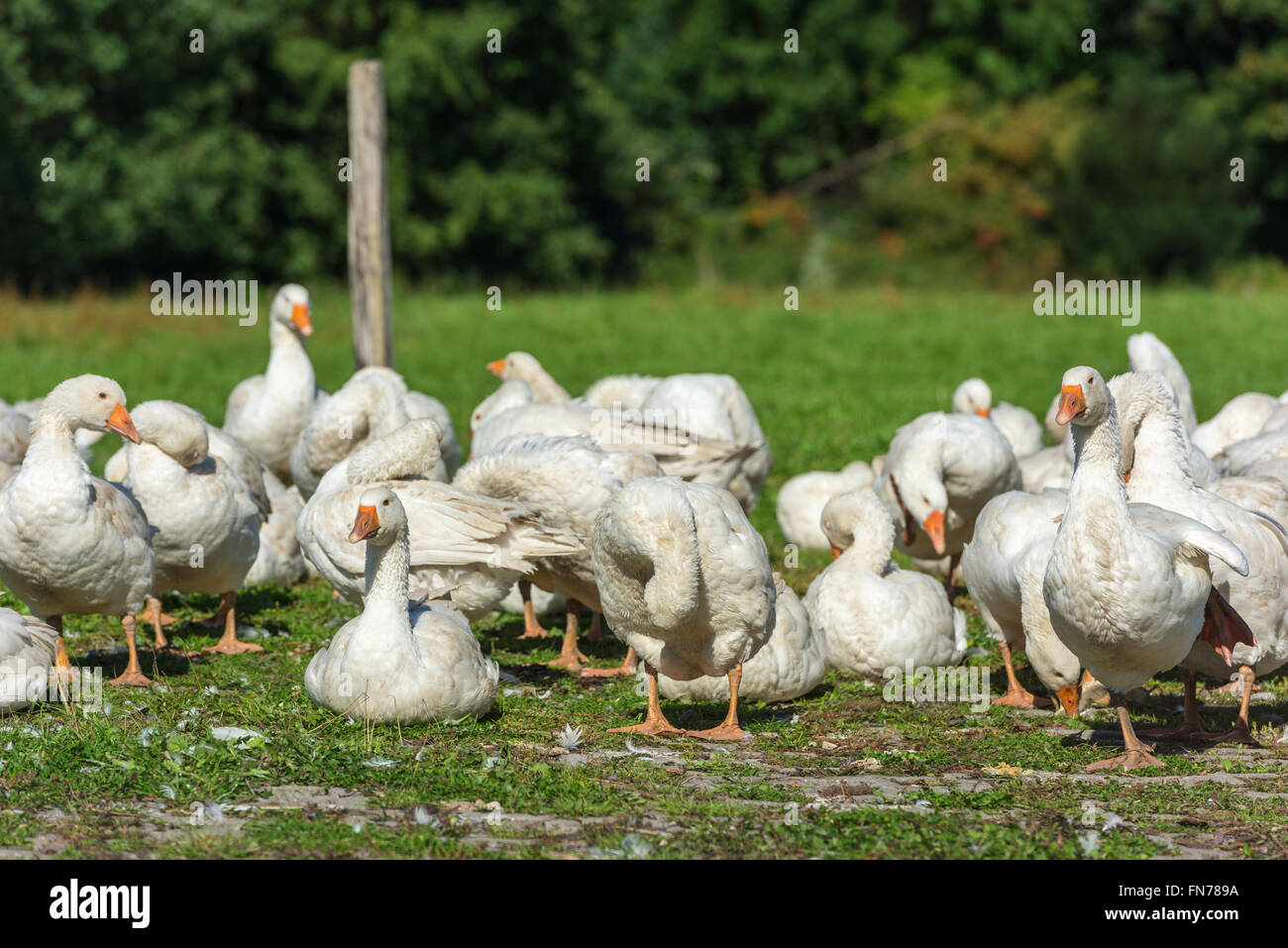 Rustic farm scene grazing geese hi-res stock photography and images - Alamy