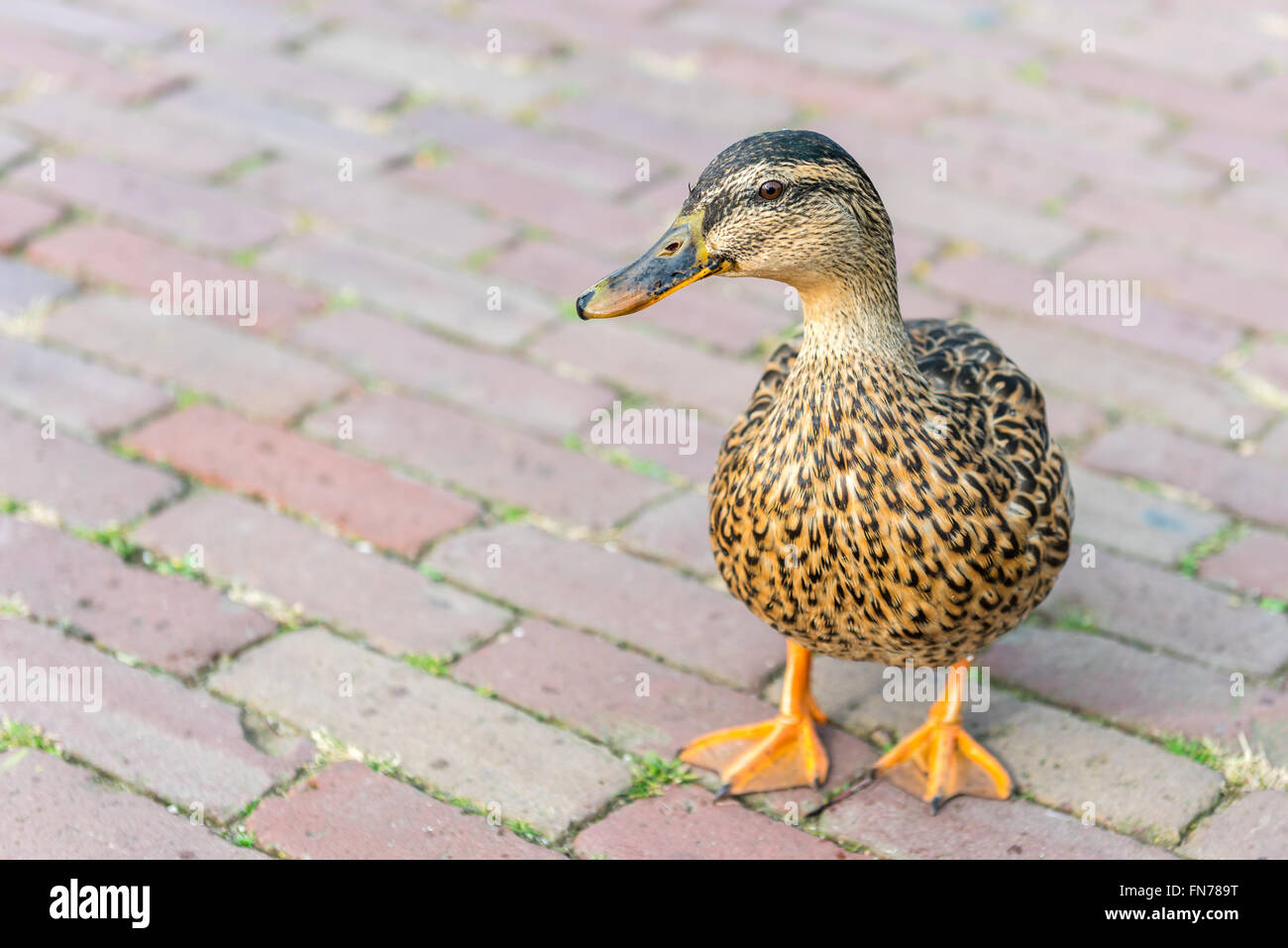 small wild duck on a pavement. horizontal shot Stock Photo - Alamy