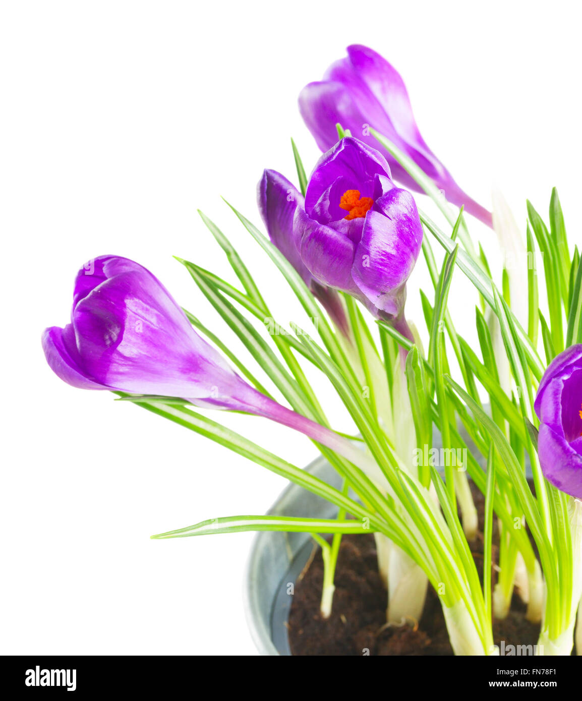 Purple crocus flowers Stock Photo - Alamy