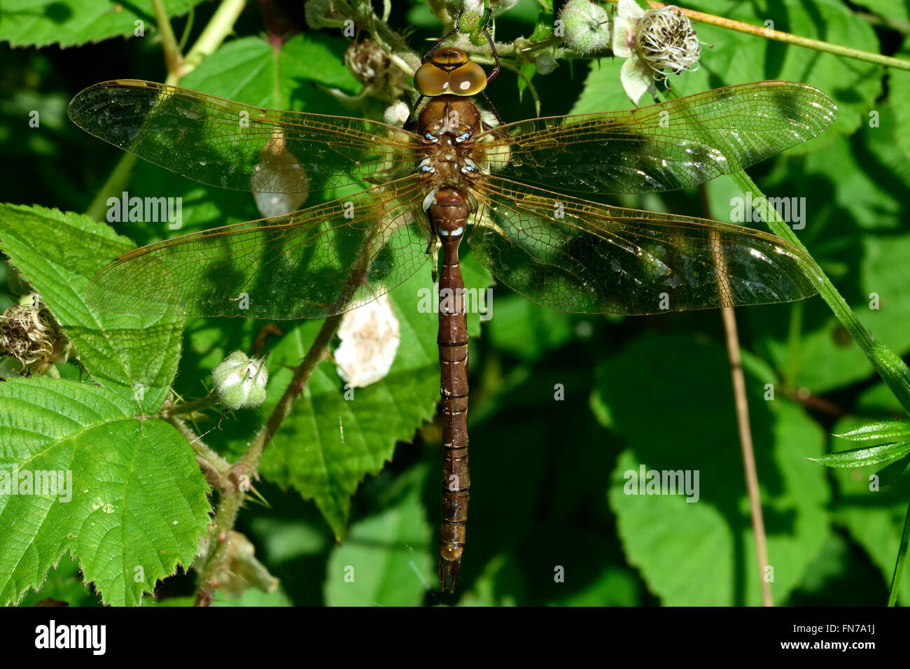 Brown hawker (Aeshna grandis). Large brown insect in the order Odonata ...