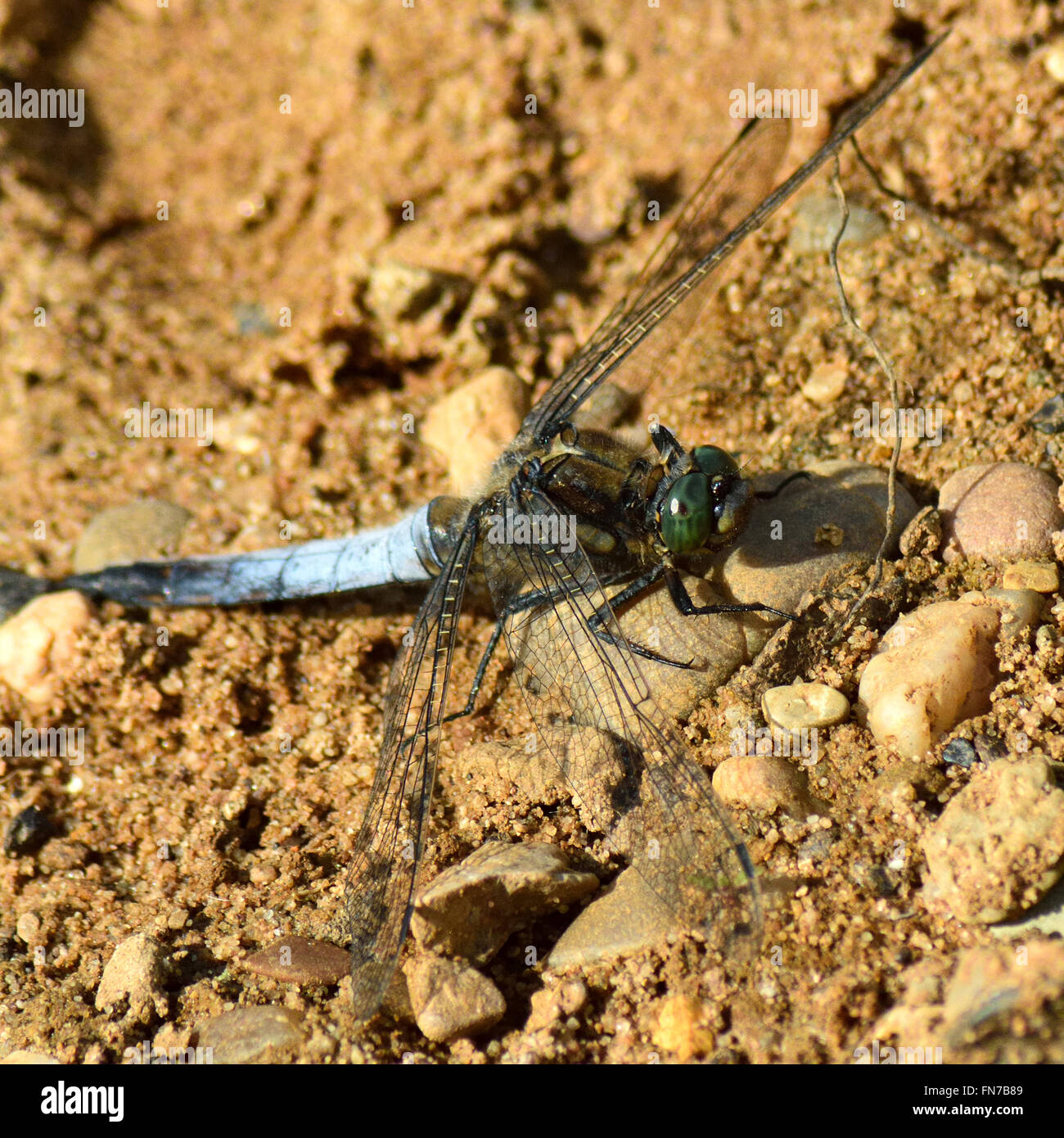 Black-tailed skimmer (Orthetrum cancellatum). Worn male dragonfly in ...
