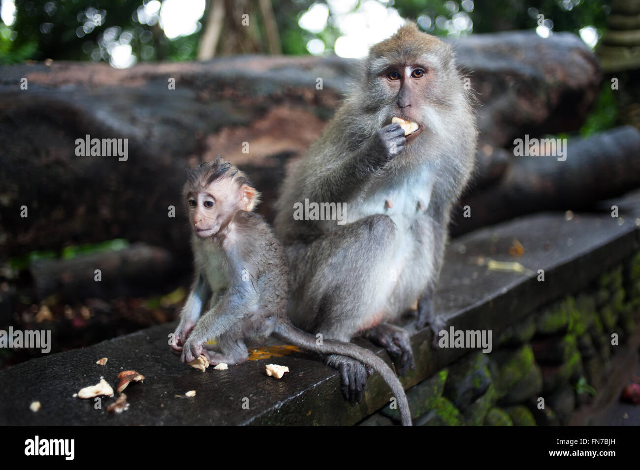 Jungle mammal hi-res stock photography and images - Alamy