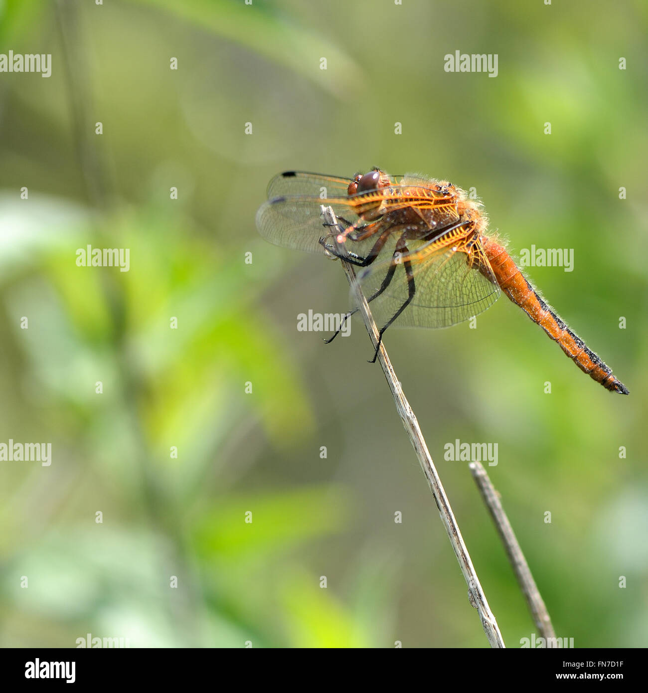 Scarce chaser (Libellula fulva). Rare female dragonfly in the family ...