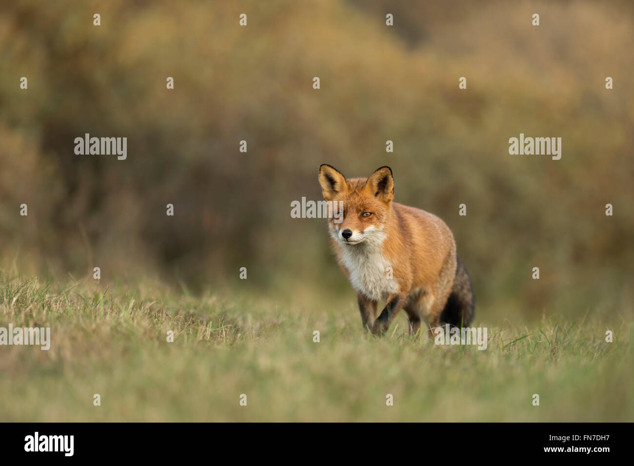 Over the hedge animals hi-res stock photography and images - Alamy