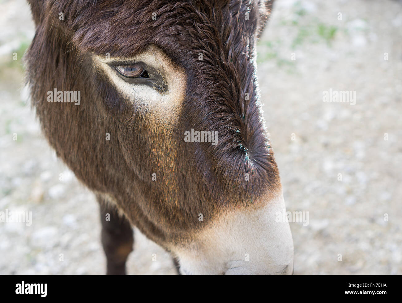 Donkey closeup looking at the camera Stock Photo - Alamy