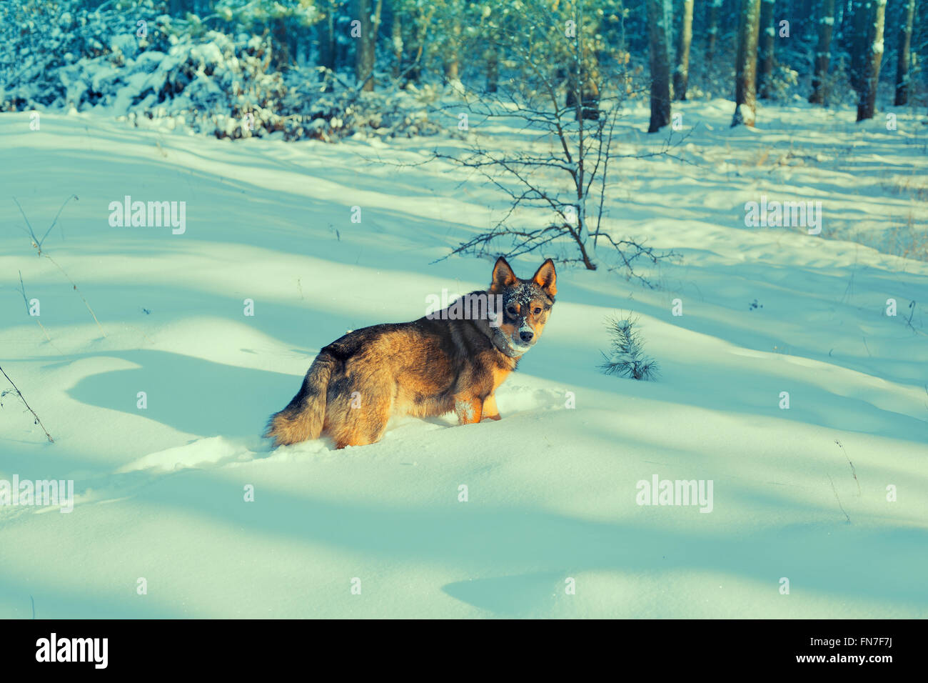 Walking dog in snowstorm hi-res stock photography and images - Alamy