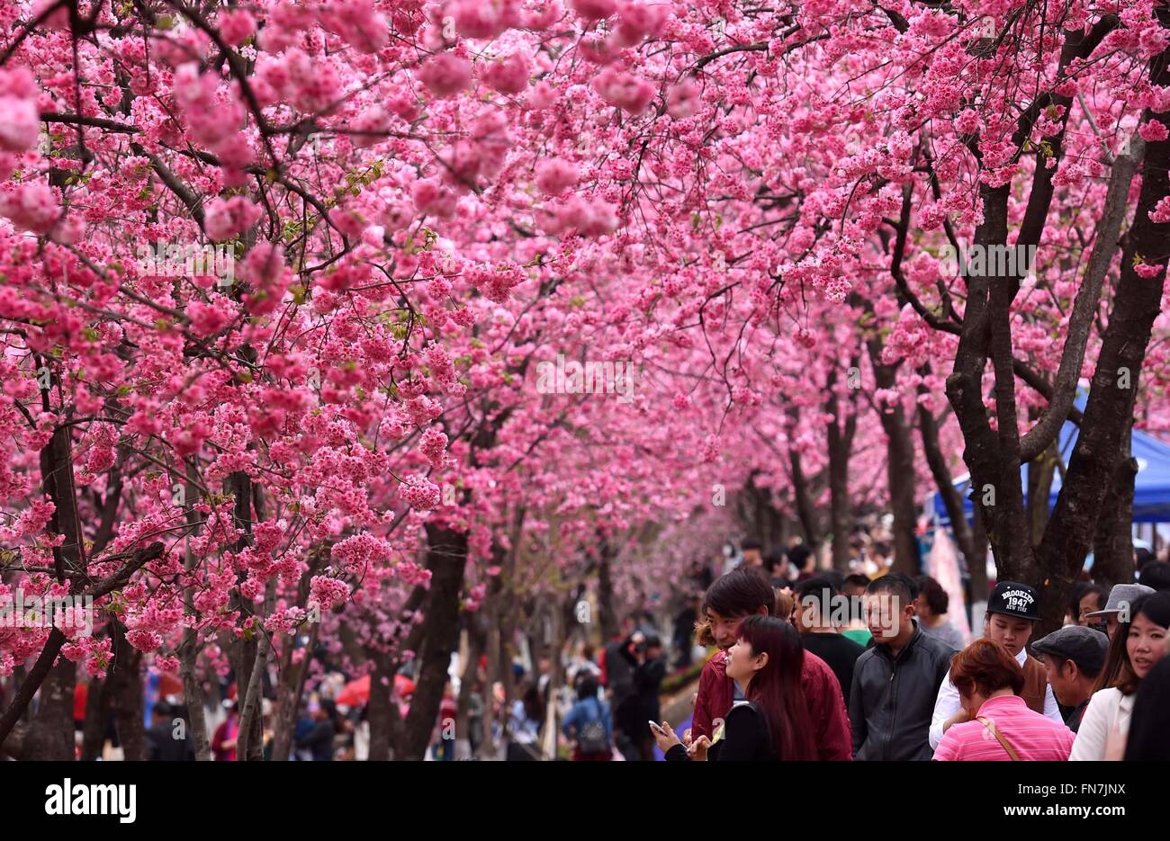 Cherry blossom in kunming yunnan hi-res stock photography and images ...