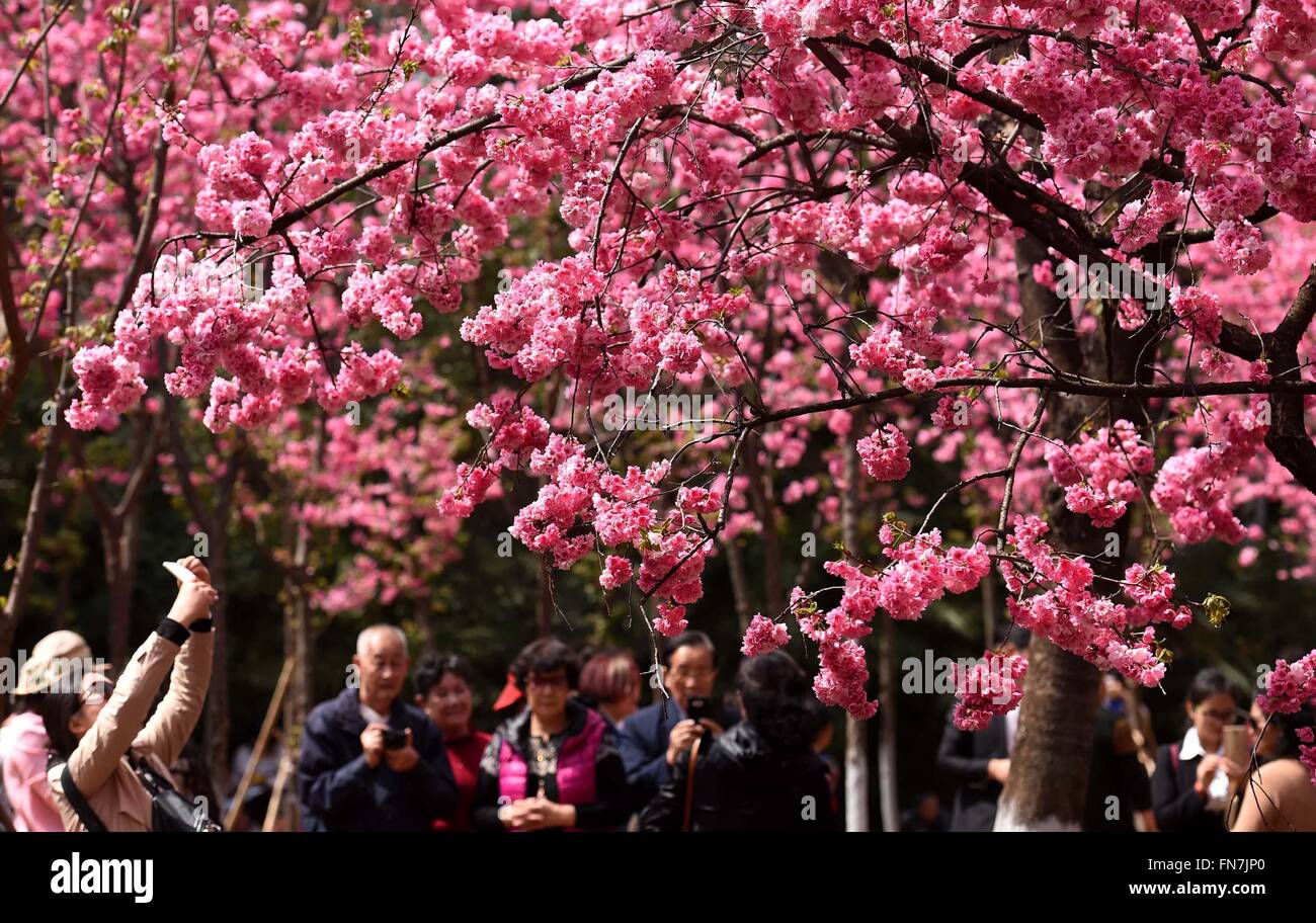 Cherry blossom in kunming yunnan hi-res stock photography and images ...