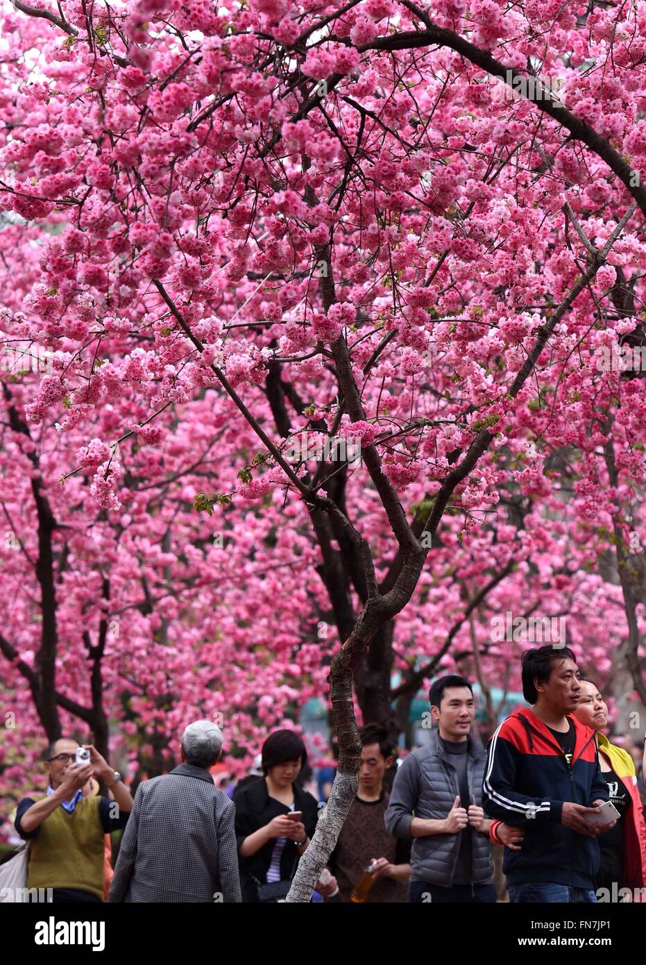Cherry blossom in kunming yunnan hi-res stock photography and images ...