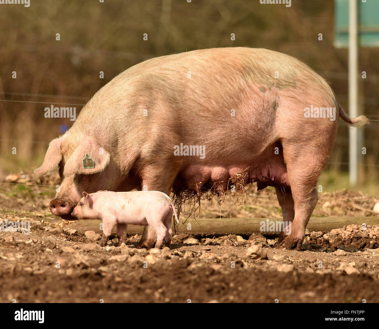 Sow pig and piglet Stock Photo - Alamy