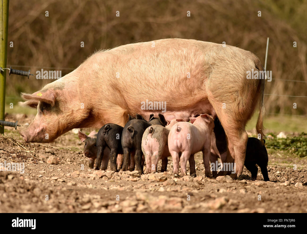 Piglets feed hi-res stock photography and images - Alamy