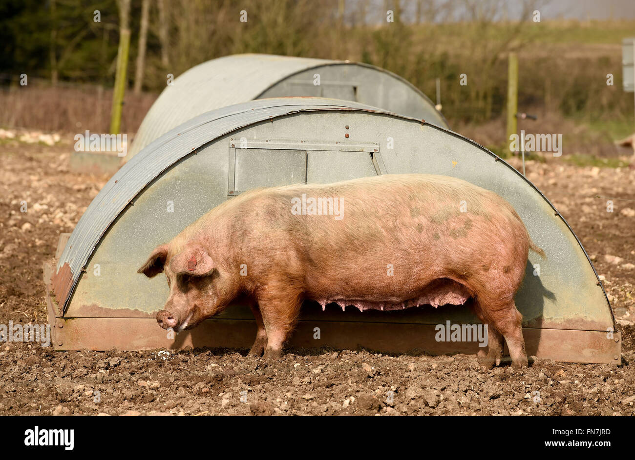 Pig, Sow pig Stock Photo - Alamy