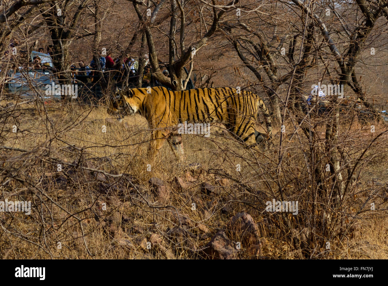 Ranthambore National Park Stock Photo - Alamy