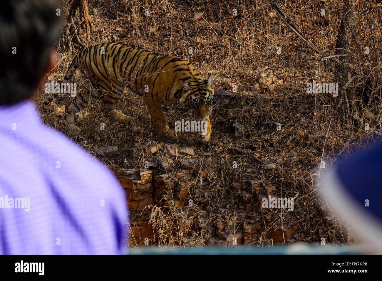 Ranthambore National Park Stock Photo - Alamy