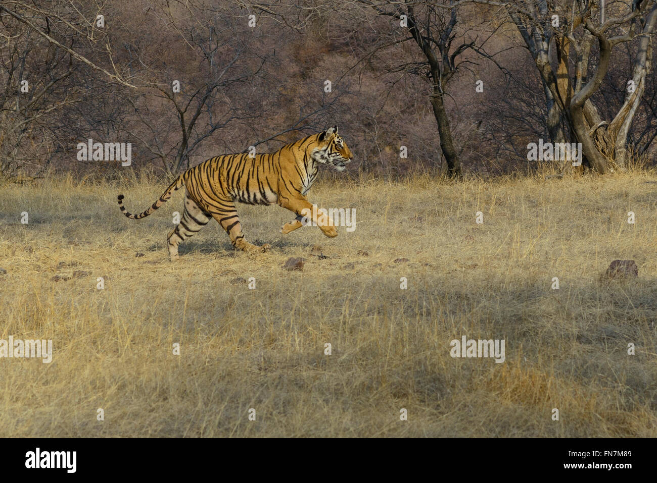 Ranthambore National Park Stock Photo - Alamy