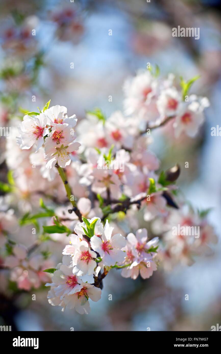 Close up of a tree in bloom Stock Photo - Alamy