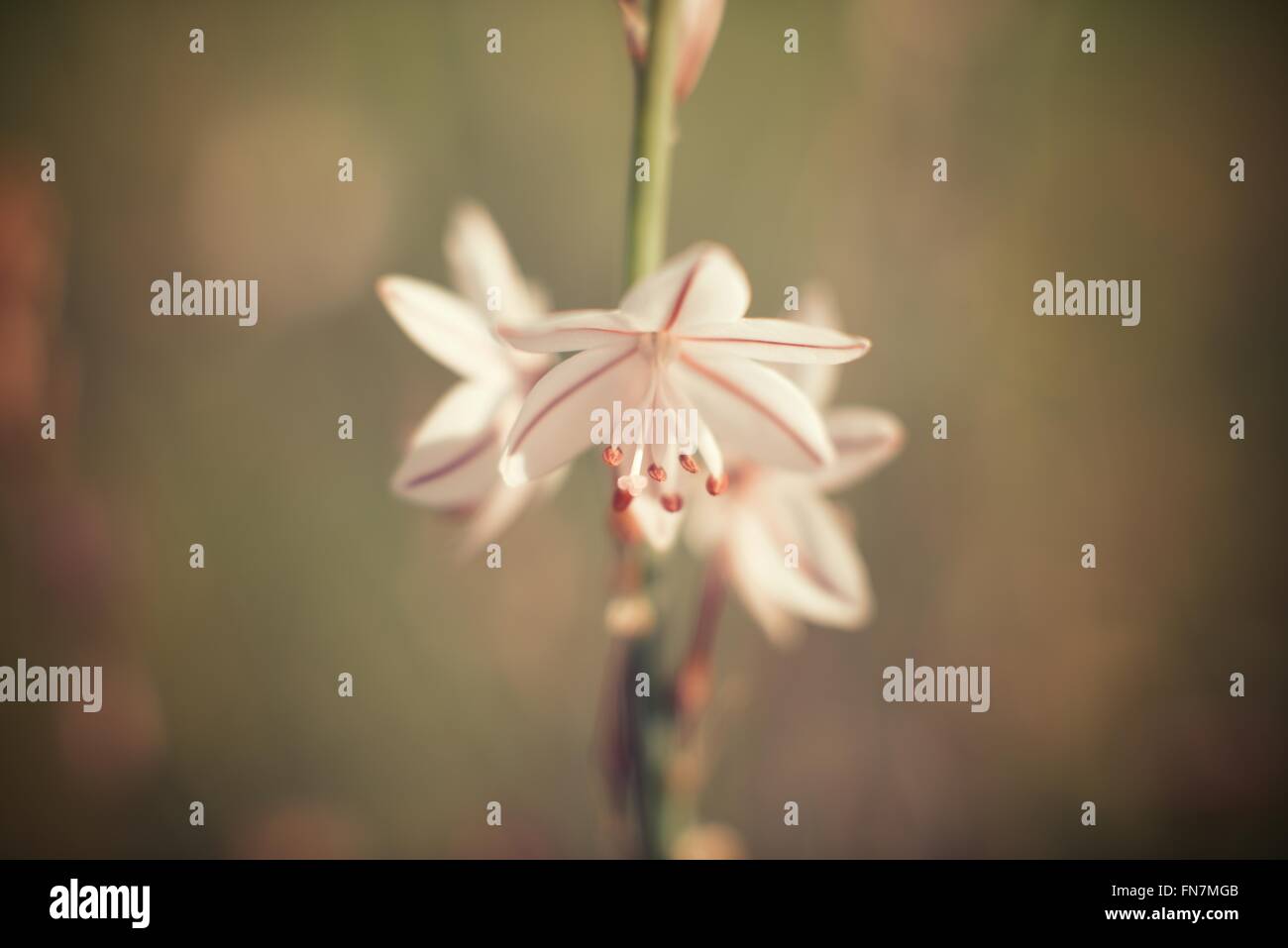 Wild flower close up in Zaragoza Province, Aragon, Spain Stock Photo ...