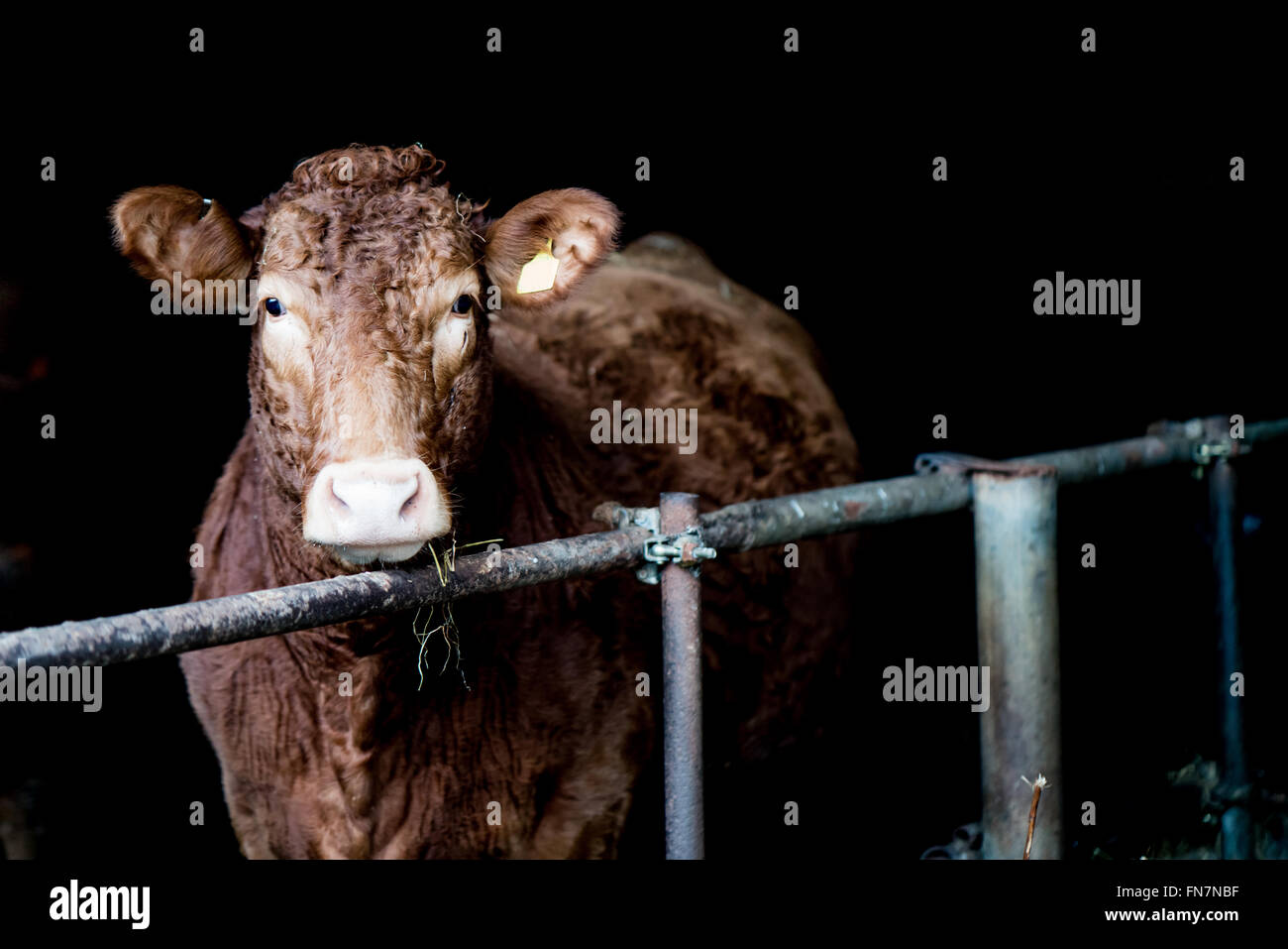 A shallow focus cow against black background Stock Photo - Alamy