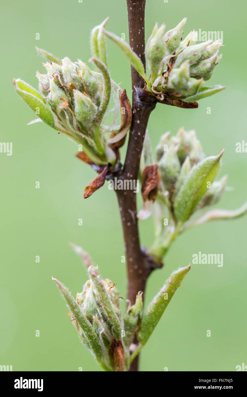 Branch of a pear tree with flower buds just starting to open Stock ...