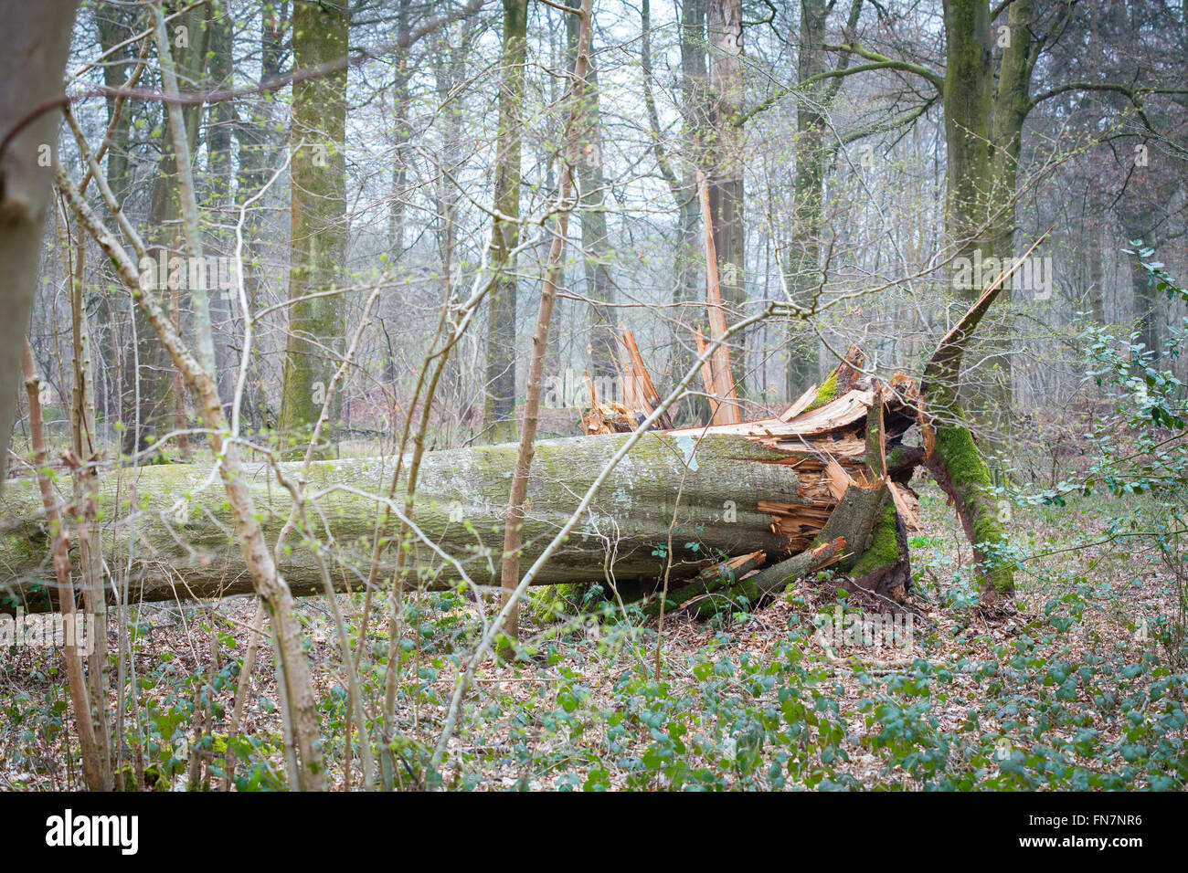 A fallen tree cracked and broken in the middle of a forest Stock Photo ...