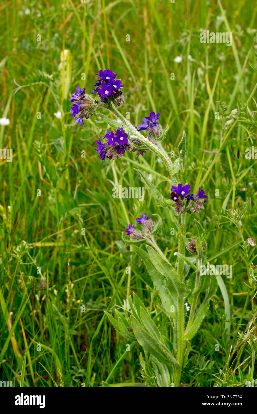 Anchusa officinalis, common bugloss or alkanet. Violet and blue flowers ...