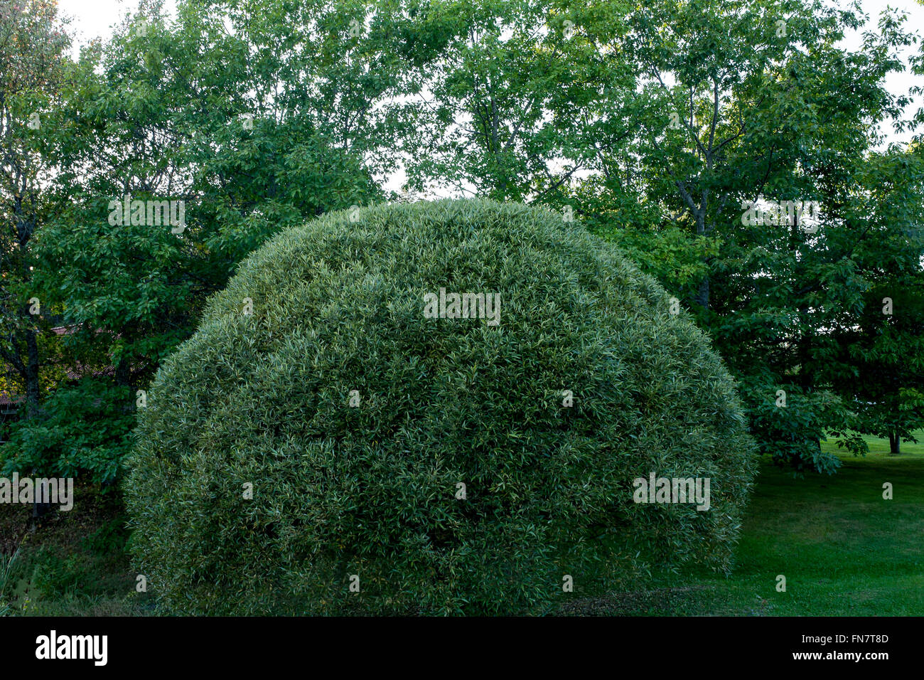 Topiary. Green bush trimmed into round shape. In background many bushes ...