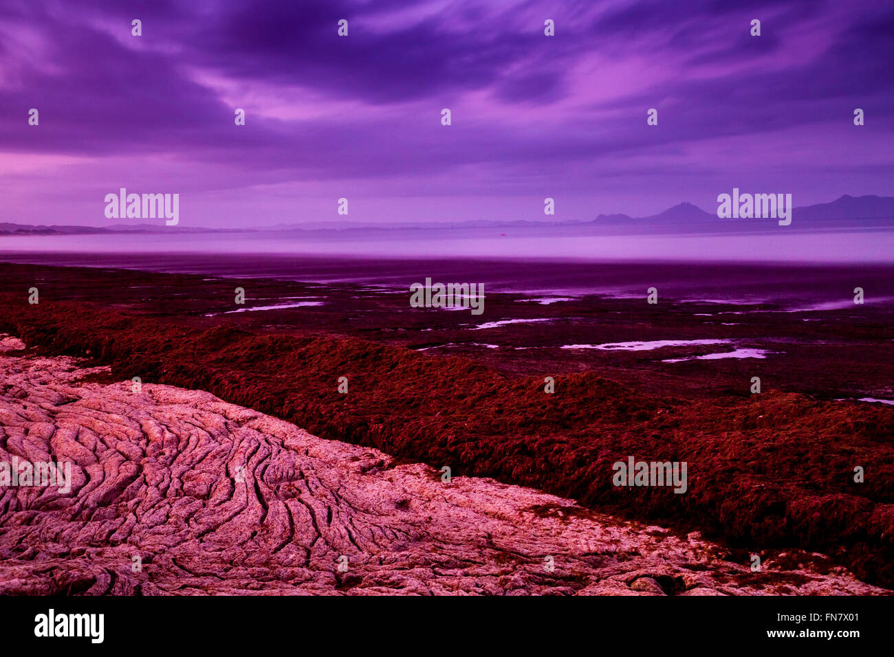 Algae washed up on the beach hi-res stock photography and images - Alamy