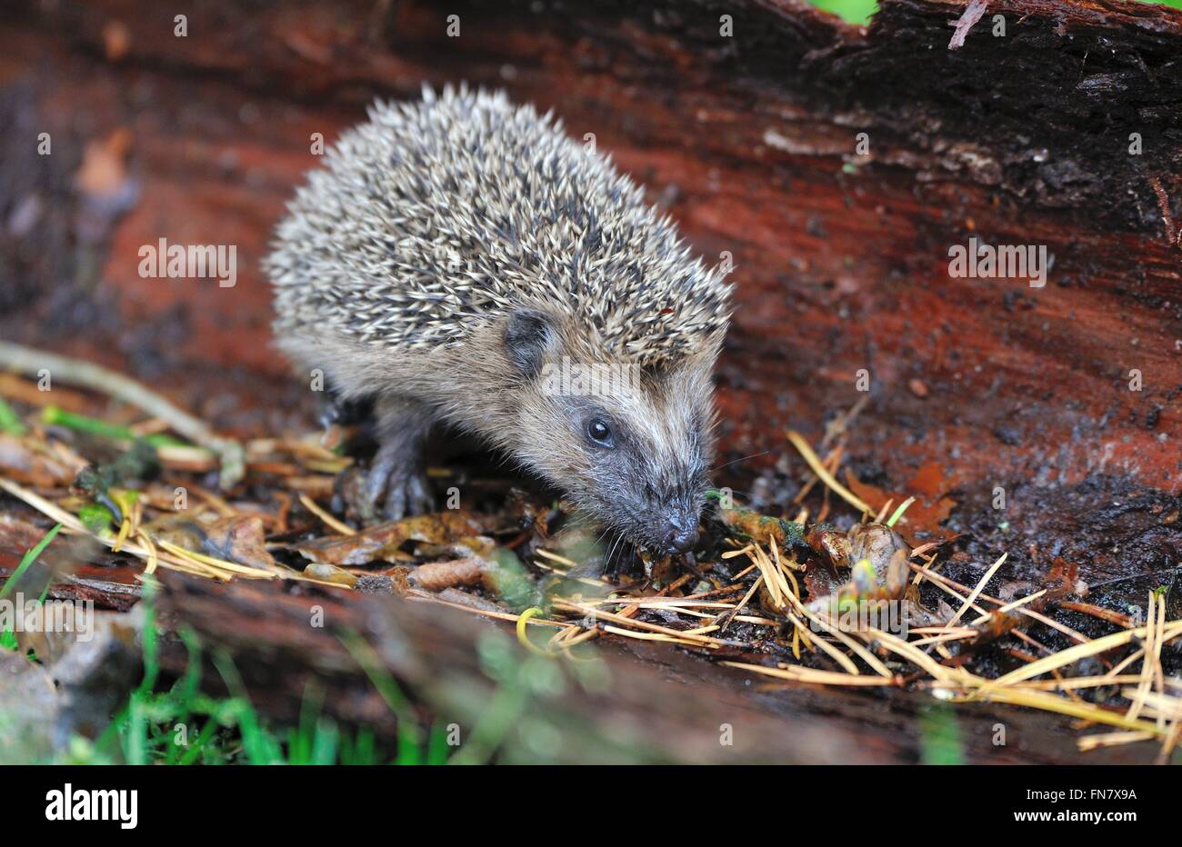 Igel wildtiere hi-res stock photography and images - Alamy