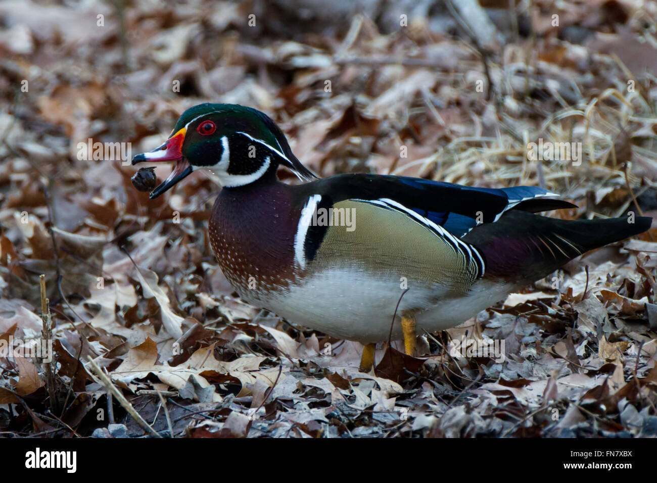 Acorn eating bird hi-res stock photography and images - Alamy