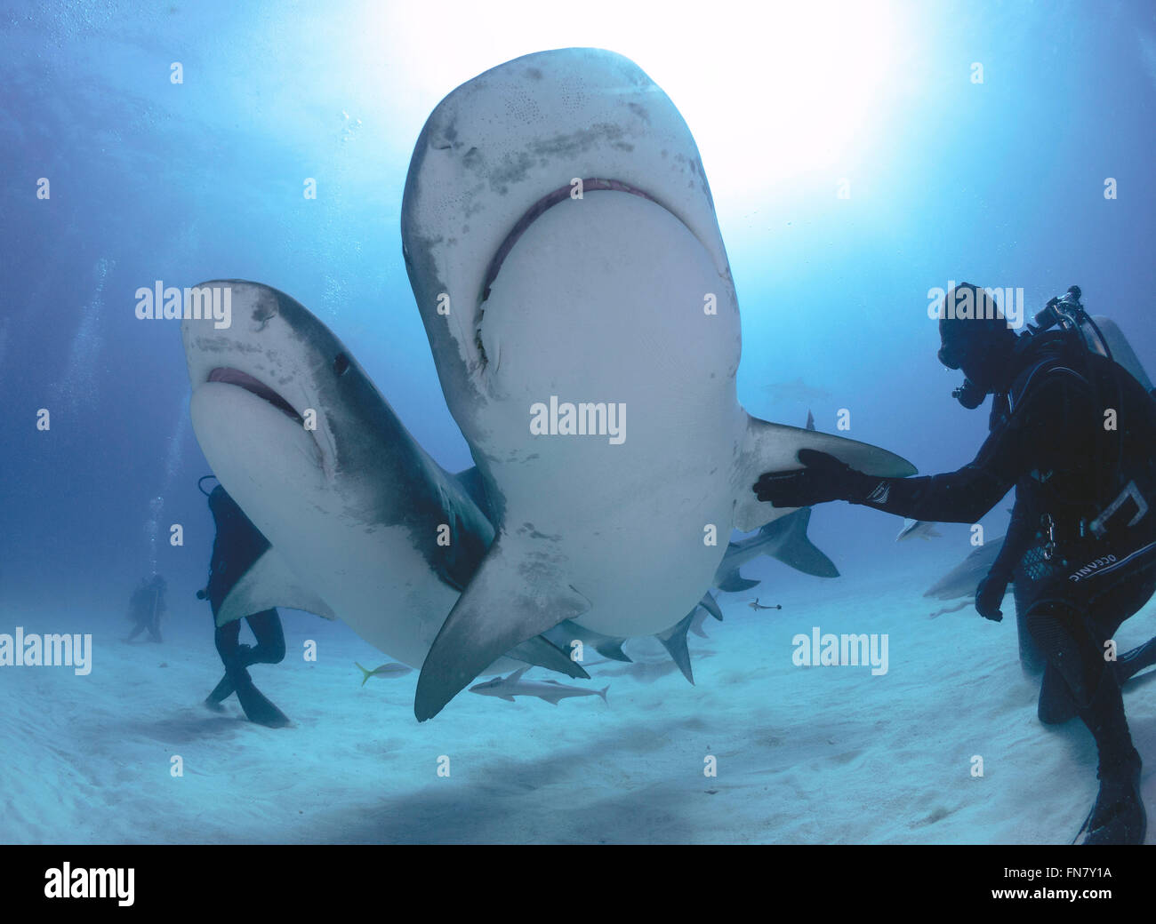 Scuba diving with Tiger Sharks Stock Photo - Alamy