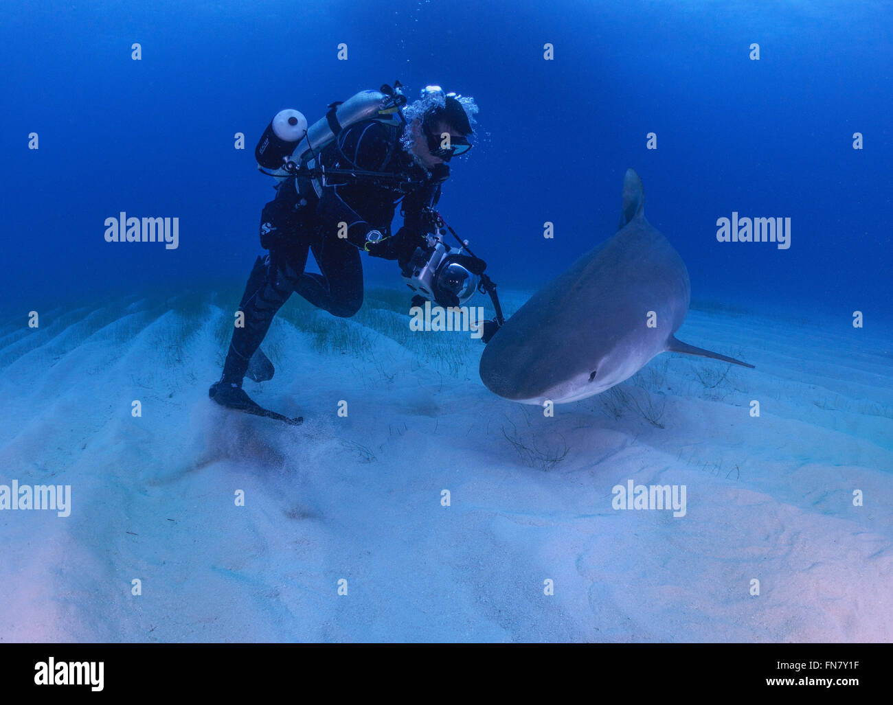 Hand feeding sharks hi-res stock photography and images - Alamy