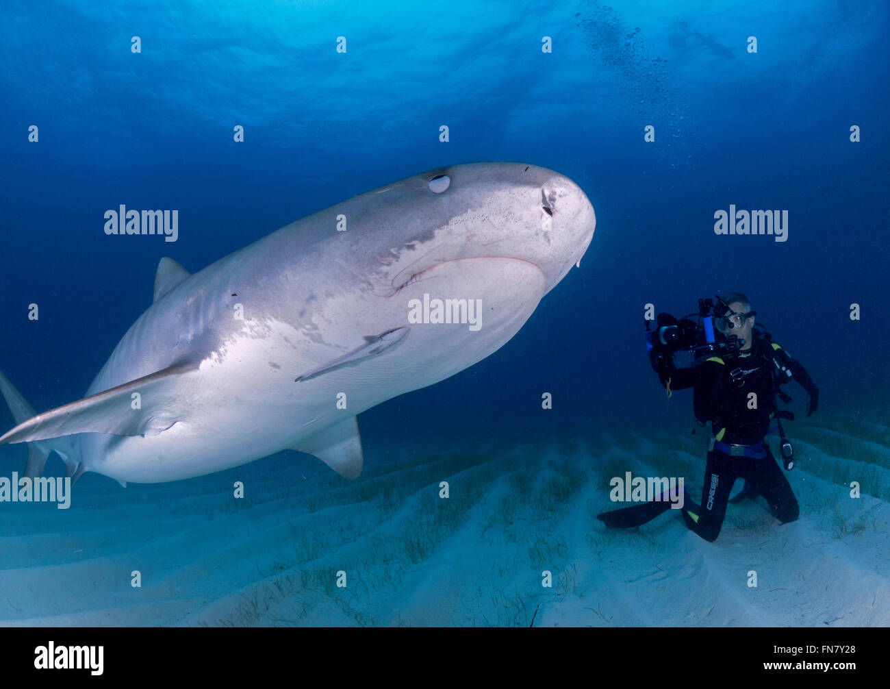 Scuba diving with Tiger Sharks Stock Photo - Alamy