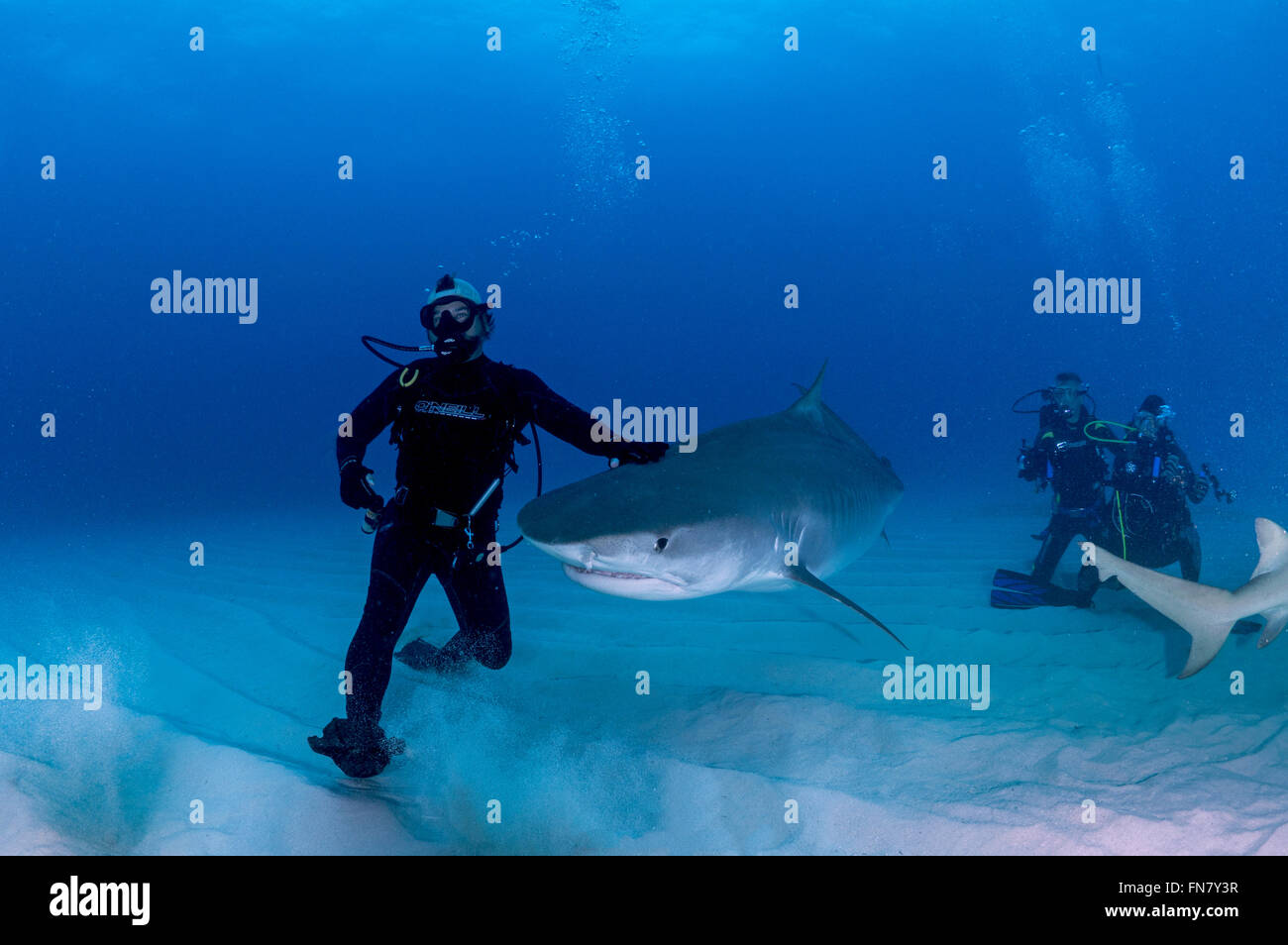 Diving with the shark hi-res stock photography and images - Alamy