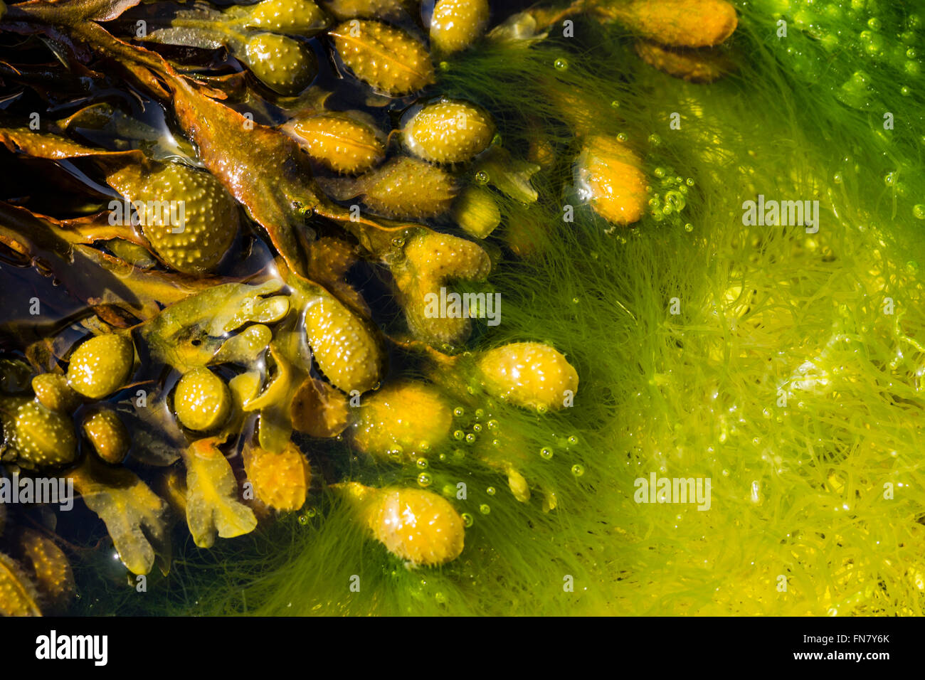 Bright green bladderwrack seaweed in rockpool Stock Photo - Alamy