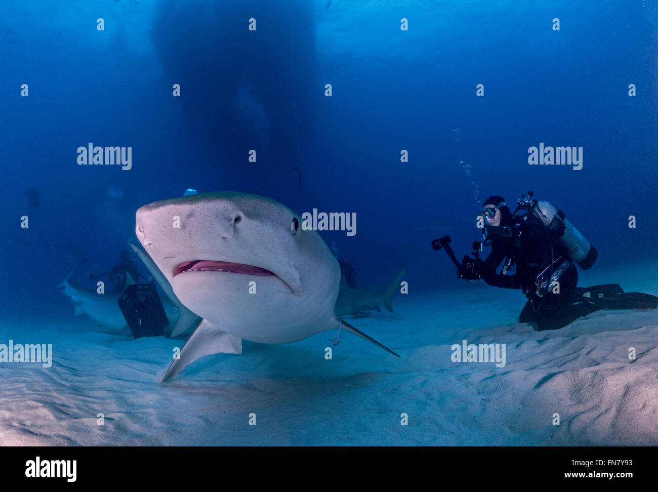 Scuba diving with Tiger Sharks Stock Photo - Alamy