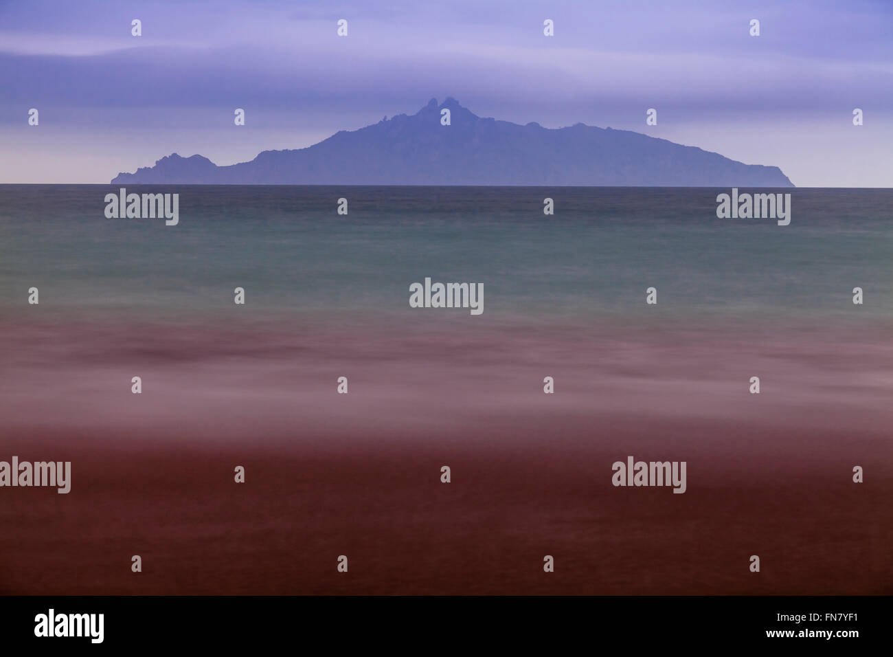 Spyridia filamentosa hi-res stock photography and images - Alamy