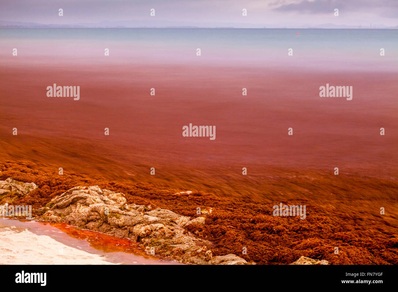 Red algae hi-res stock photography and images - Alamy
