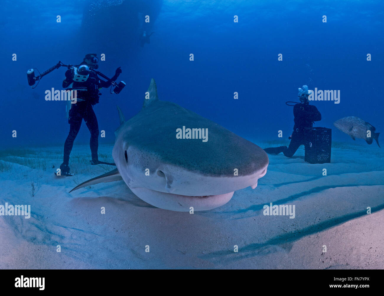 Scuba diving with Tiger Sharks Stock Photo - Alamy